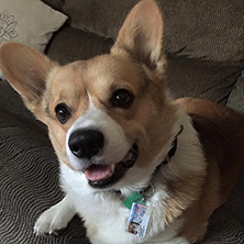 TagsForHope | Personalized Pet ID Tags for Dogs & Cats